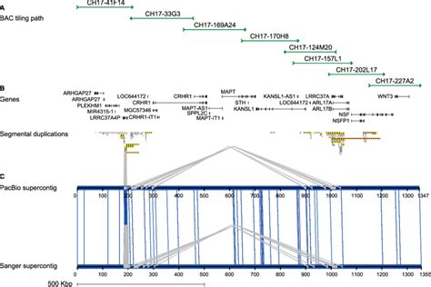 17q21 31 genomic target region a tiling path of eight large insert