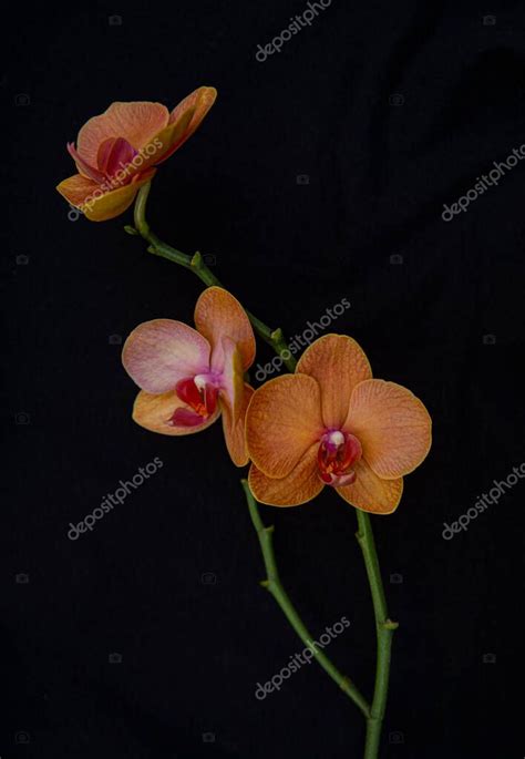 Orquídea naranja phalaenopsis Ambiente sobre fondo negro 2023
