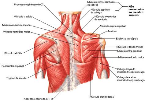 Ombro Sistemas Aula De Anatomia