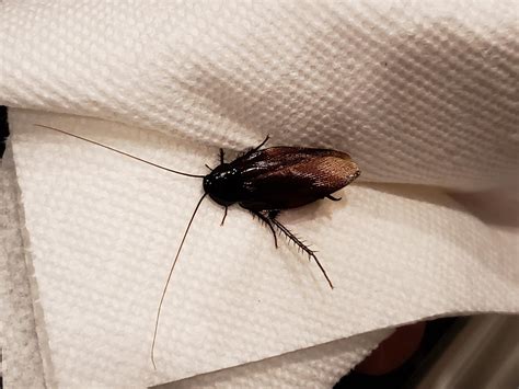 Cockroach R Whatsthisbug