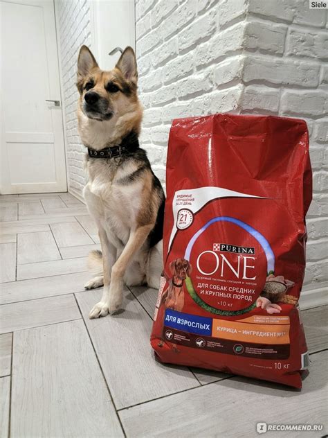 Корм для собак Purina One для средних и крупных пород, курица - «Purina ...