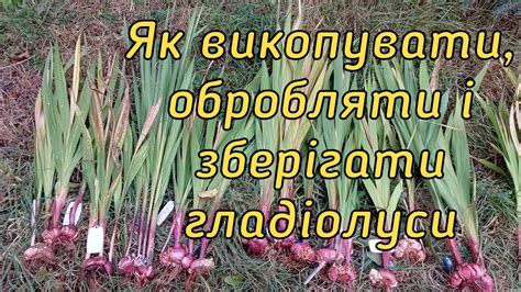 Викопування гладіолусів їх обробка та зберігання Youtube
