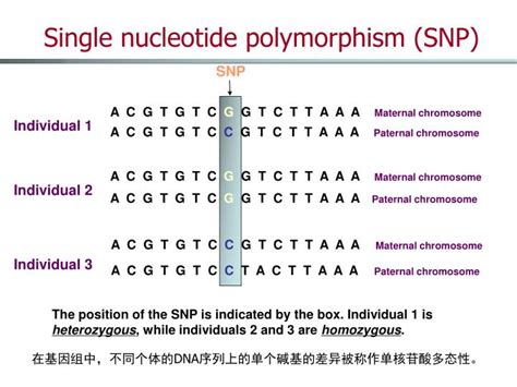 Ppt Gene Variations Single Nucleotides Polymorphism And Copy Number Variation Powerpoint