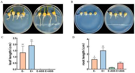 Maize Endophytic Plant Growth Promoting Bacteria Peribacillus Simplex Can Alleviate Plant Saline