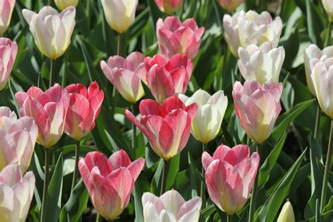 계절 관상용 식물 꽃 꽃 무늬 꽃 사진 꽃꽂이 꽃무늬 꽃이 피는 꽃잎 다년생 식물 다채로운 봄 봄 같은 봄 꽃 봄 정원 봄의 꽃 빨간 선명한