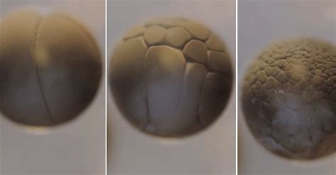 A Remarkable Time Lapse Video Of Cell Division In A Frog Egg — Colossal