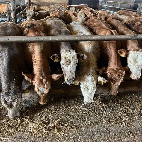 Controlling Parasites In Cattle During Winter Months Uk