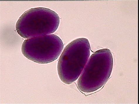 Bio 211 Lab 5 Flashcards Quizlet