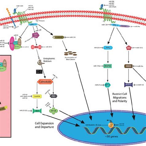 Wnt Pathway Mediated Gene Expression Left Canonical Wnt Pathway And