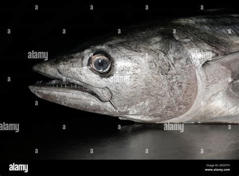 Head Of A Skipjack Tuna Katsuwonus Pelamis Food Photography With