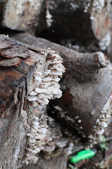 Close Up Of Decaying Wood With White Fungi Growing Out Of It At