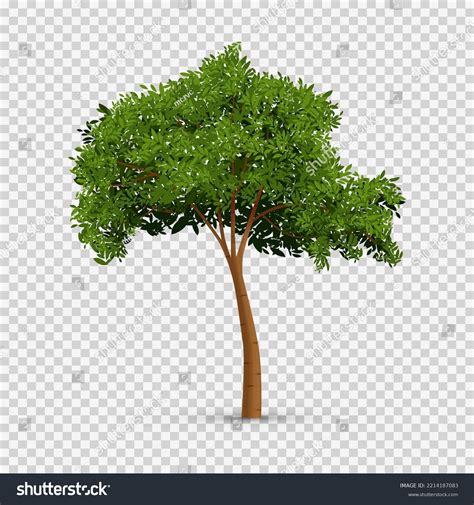 Realistic Tree Transparent Isolated Images Stock Vector Royalty Free Shutterstock