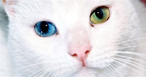 Everything You Ever Wanted To Know About Cat Eyes