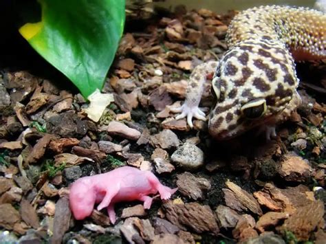 leopard gecko habitat temperature