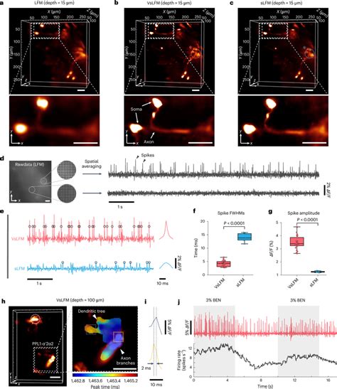 In Vivo High Resolution Volumetric Voltage Imaging Of Sparsely Labeled Download Scientific