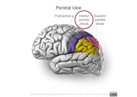 Inferior Parietal Lobule Mri