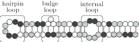 11 Various Intermolecular Loops Formed By Intramolecular Base Pairing Download Scientific