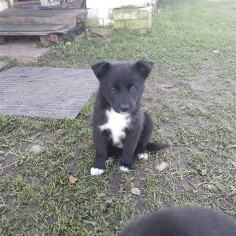 Продаются щенки русско-европейской лайки за символическую цену : ж ...