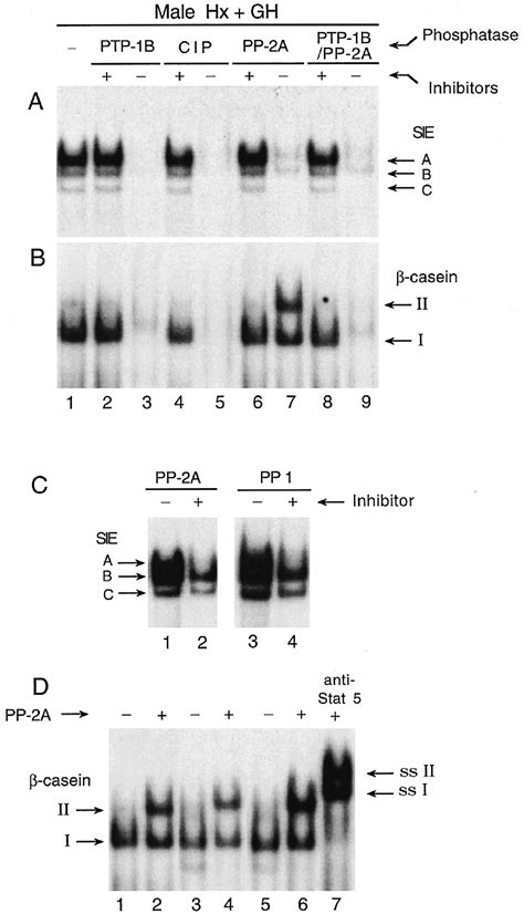 Gel Mobility Shift Analysis Of Stat 1 And Stat 3 Dna Binding Activity