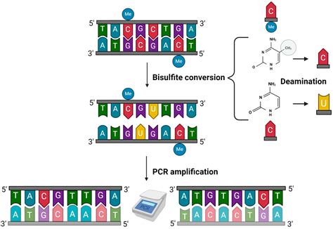 Uncovering Forensic Evidence A Path To Age Estimation Through Dna