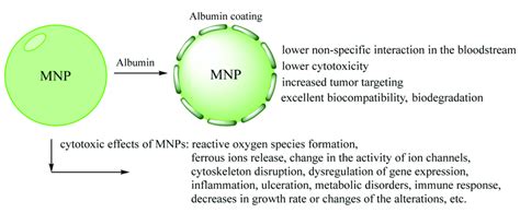 Schematic Representation Of Possible Biological Responses To Mnps Download Scientific Diagram