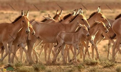 خر با چه حیواناتی می‌تواند جفت‌گیری کند و نتیجه آن چه خواهد شد؟عکس