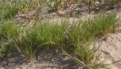 Curved Sicklegrass Parapholis Incurva
