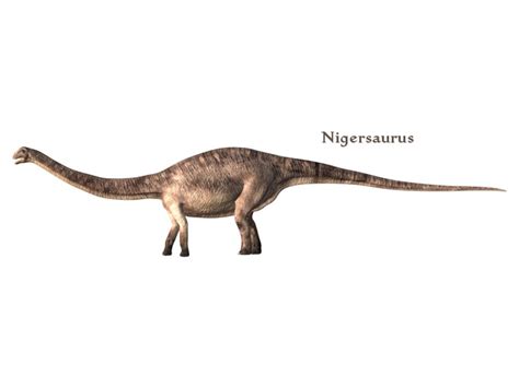 Nigersaurus Nigersaurus