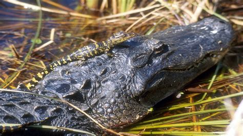 Gator Lake At St Andrews Florida State Parks