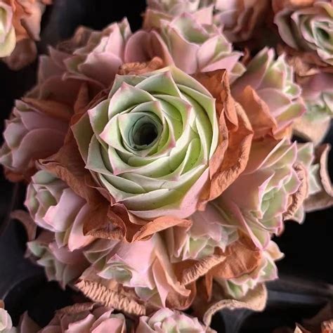 Mountain Rose Succulent Etsy