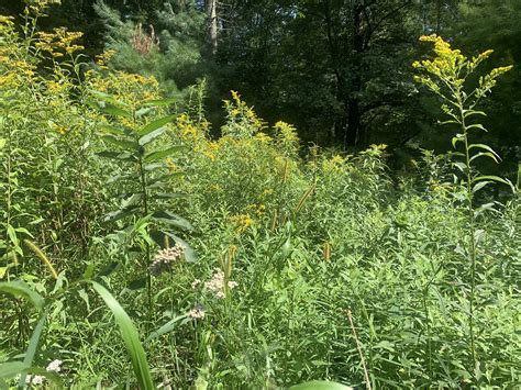 General 4 Pixie Doodle Farm