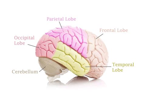 Sub Parietal