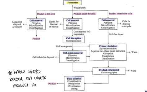 EXAM Lecture Bioprocess Flashcards Quizlet