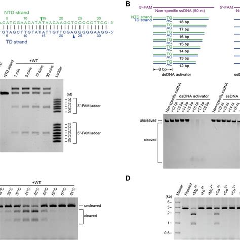 Recognition Of The Sgrna Target Dna Heteroduplex A Agarose Gel