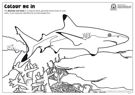 Shark Fin Coloring Pages [2025]