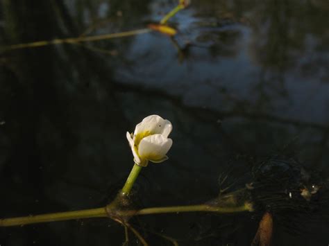 Ranunculus Trichophyllus