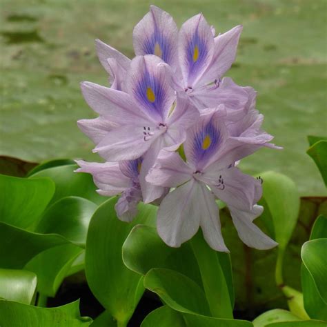 Submerged And Floating Water Plants For Your Pond