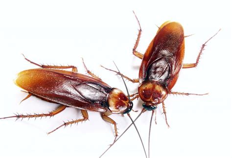 How Long Can A Cockroach Live Without Eating Roach Cockroach Insect
