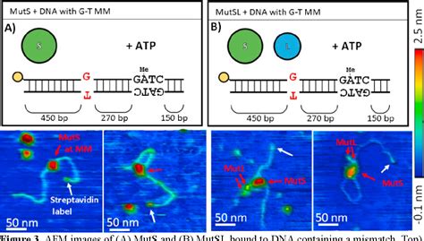 Figure 1 From Atomic Force Microscopy Captures The Initiation Of Methyl