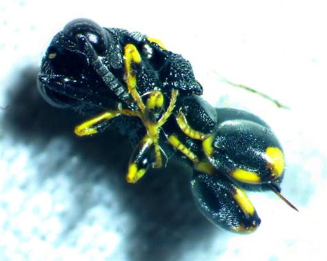 Chalcid Wasp Brachymeria Brachymeria Bugguidenet
