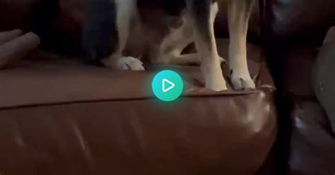 Scritch Scritch Album On Imgur