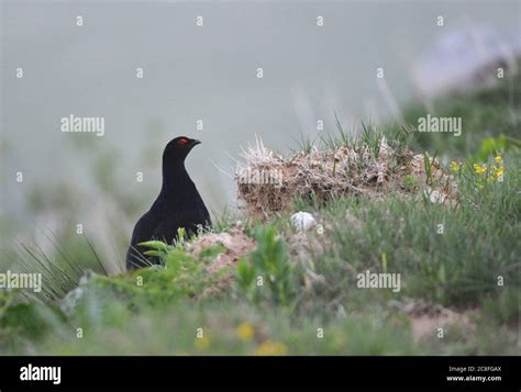 Gallo Caucasico Immagini E Fotografie Stock Ad Alta Risoluzione Alamy