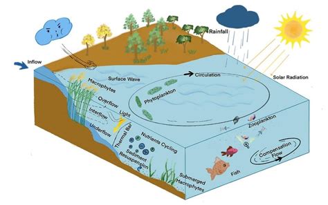 Wind Driven Hydrodynamic Water Quality Ecological Process Of Shallow Download Scientific