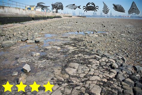 Uk Fossil Collecting
