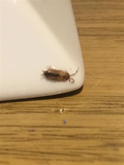Bed Bug Or Paranoid R Bedbugs