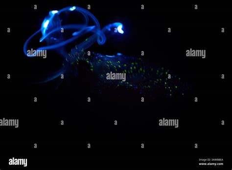 Bioluminescent Firefly Squid Watasenia Scintillans ほたるいか Hotaru