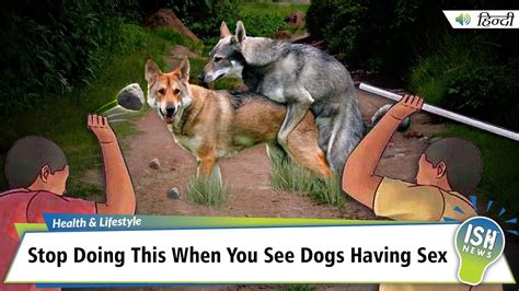 Stop Doing This When You See Dogs Having Sex Ish News Youtube