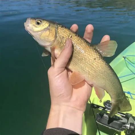 List Of North American Chub Species 2023 [id Pictures] Pond Informer