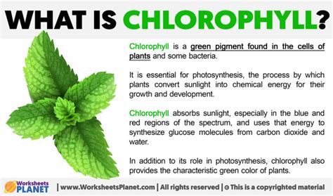 What Is Chlorophyll Definition Of Chlorophyll