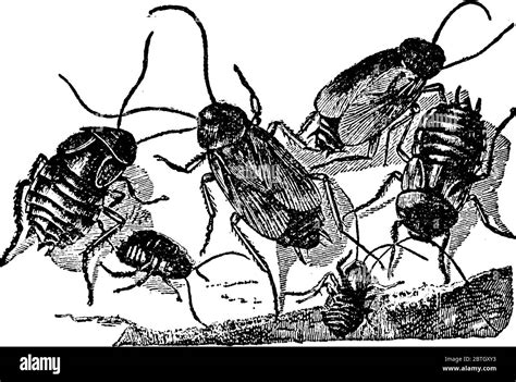 Roaches Cut Out Stock Images And Pictures Alamy